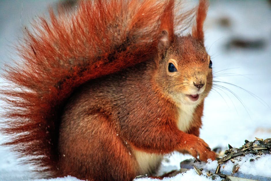 What are traits of a fox? - factstraits.com