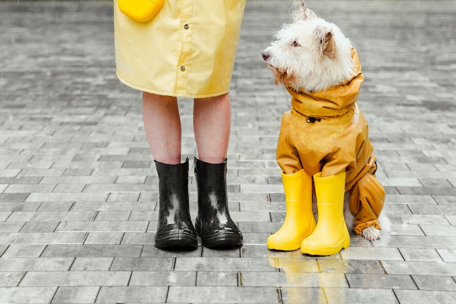 What are yorkie dog traits? - factstraits.com