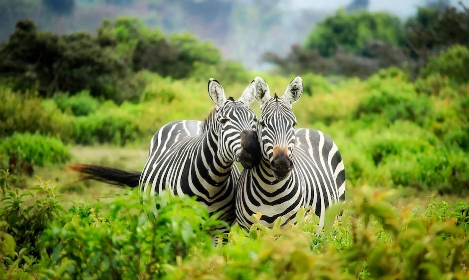Facts About Animals In Zoos Factstraits Facts About Animals In Zoos Factstraits